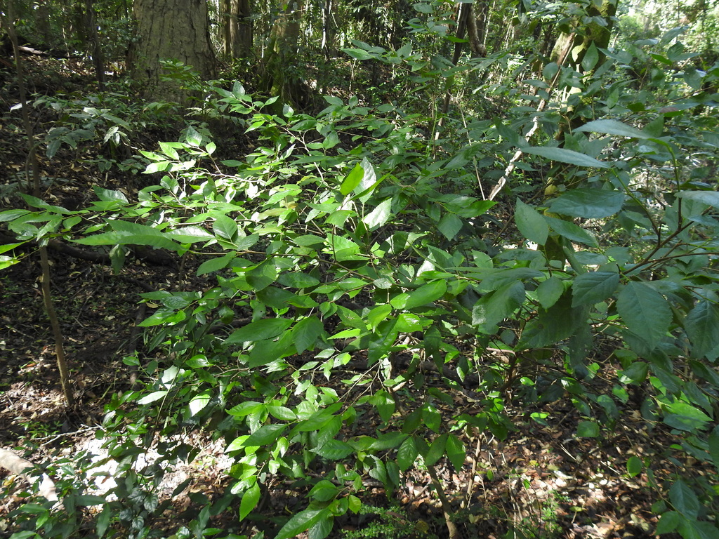whalebone tree from Tuan Forest QLD 4650, Australia on June 28, 2021 at ...