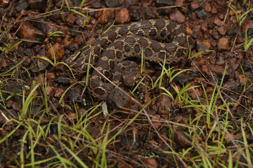 Indian saw-scaled viper from Surla, Goa, India on June 18, 2021 at 10: ...