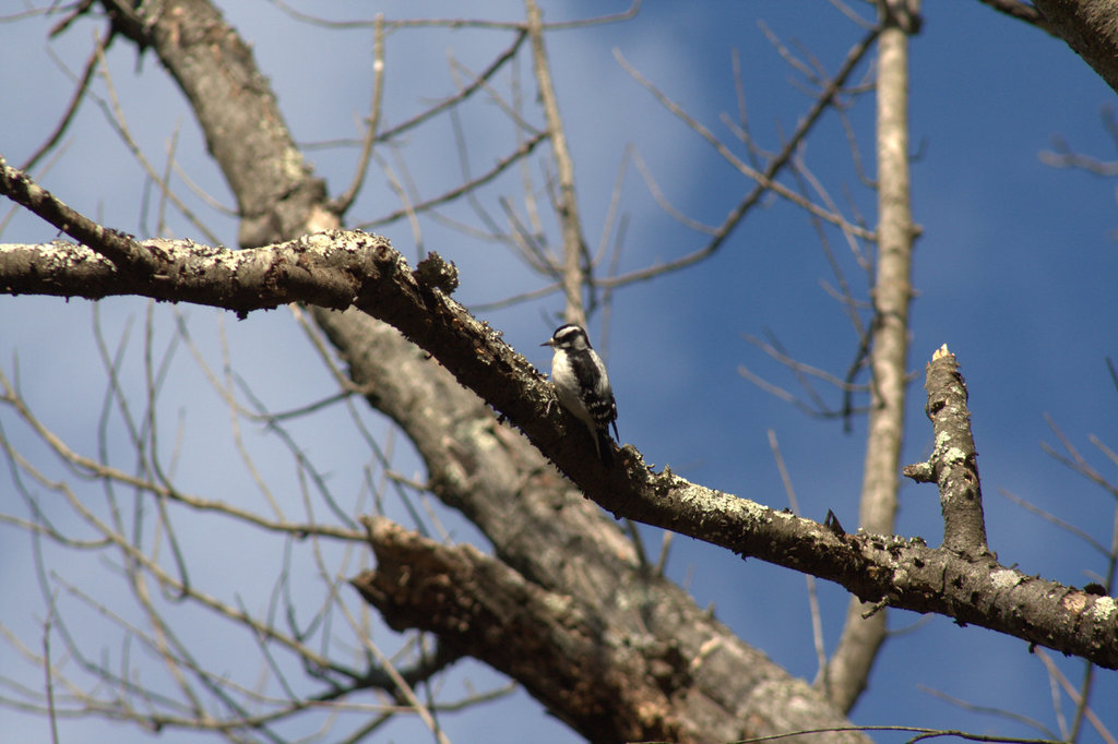 Downy Woodpecker from Old Glebe, Arlington, VA 22207, USA on January 19 ...