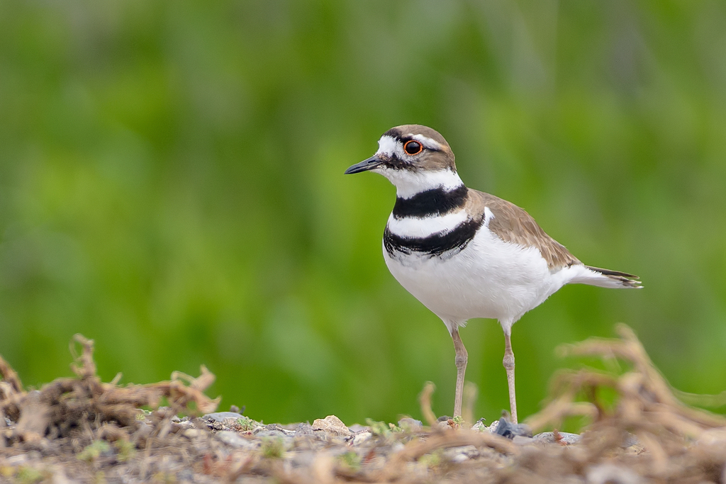 Killdeer (Wildlife and Wildflowers of Central Texas - Birds ...