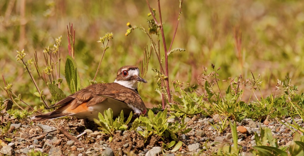 Killdeer (Wildlife and Wildflowers of Central Texas - Birds ...