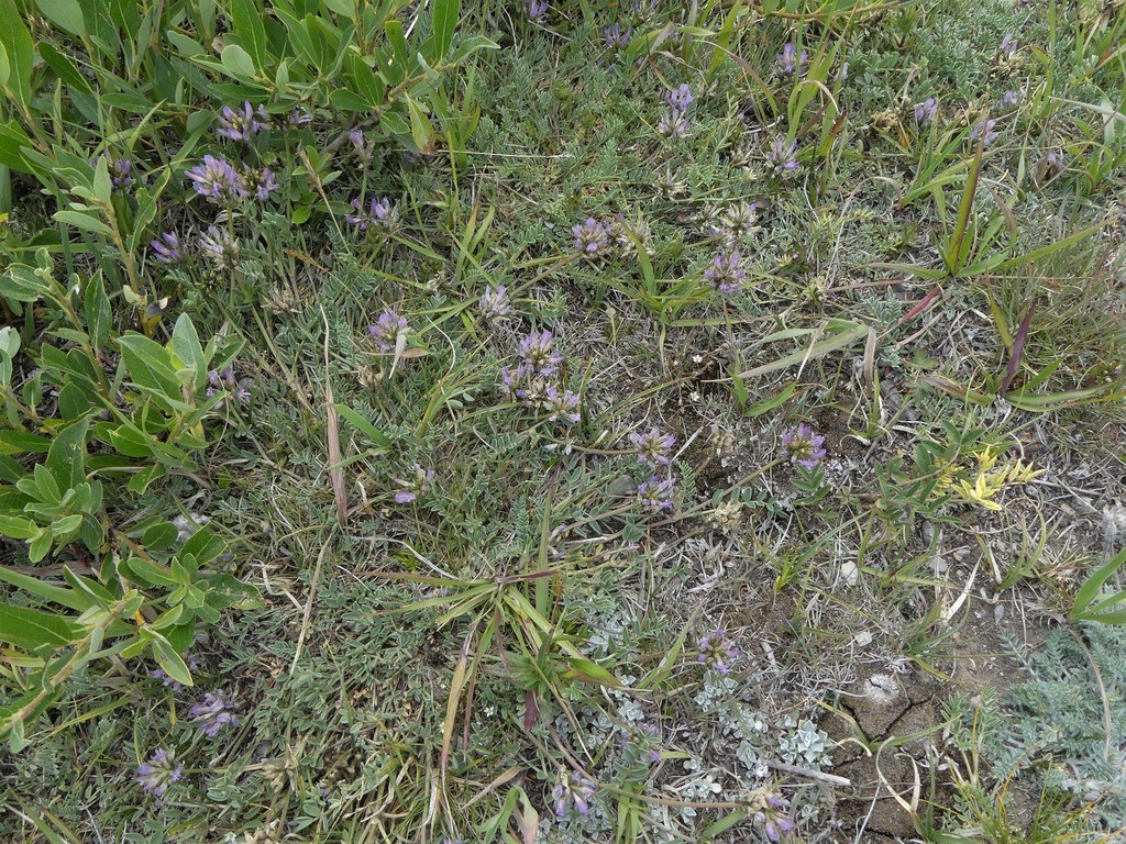 Prairie Milkvetch from Division No. 15, AB, Canada on July 25, 2018 at ...