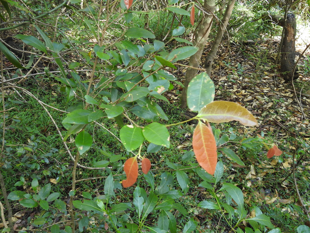 Cleistanthus from Talegalla Weir QLD 4650, Australia on June 28, 2021 ...