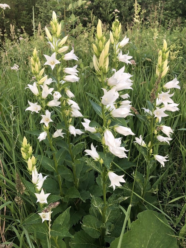 Giant Bellflower from Машиностроитель-2 СНТ поселок, Екатеринбург ...