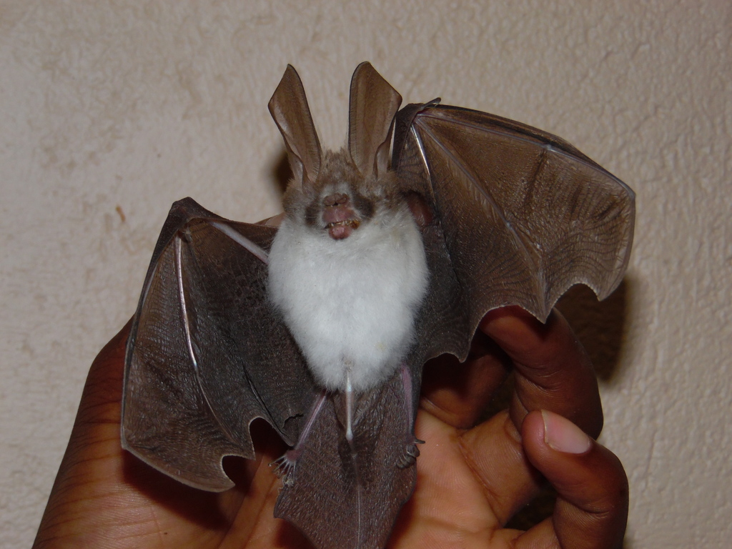 Nycteris woodi (African bats and rodents) · iNaturalist