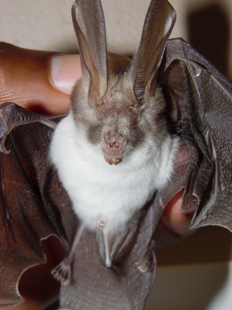 Slit-faced Bats (Nycteridae) - Know Your Mammals