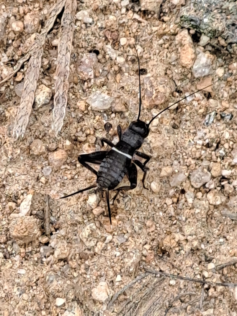 Emma Field Cricket from Geochang-gun, Gyeongsangnam-do, South Korea on ...