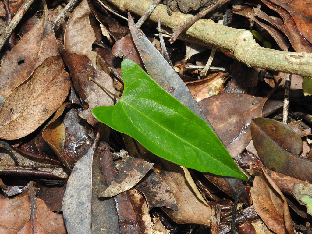 Common Yam Vine from Tuan Forest QLD 4650, Australia on June 28, 2021 at 12:28 PM by Scott W ...