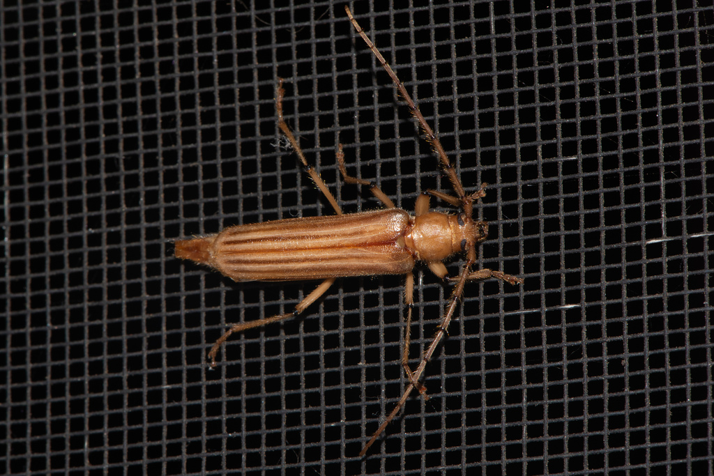 Malacopterus tenellus in June 2021 by ca_photo_hobbyist · iNaturalist