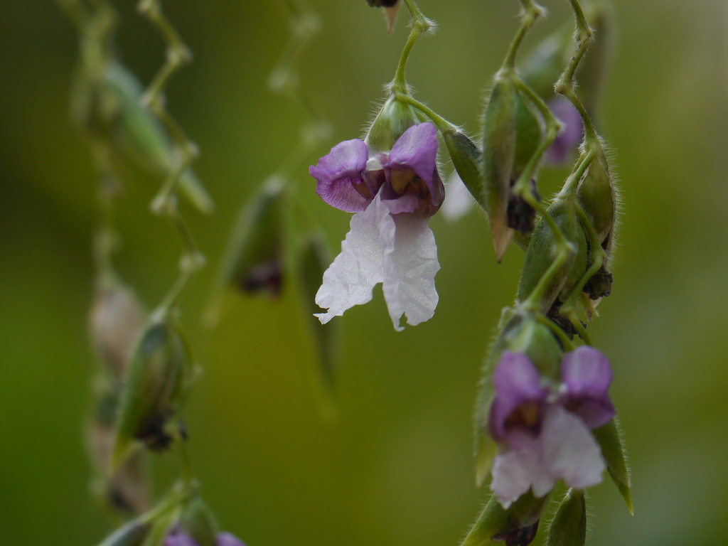 alligator flag (Thalia geniculata) - Botanical Realm