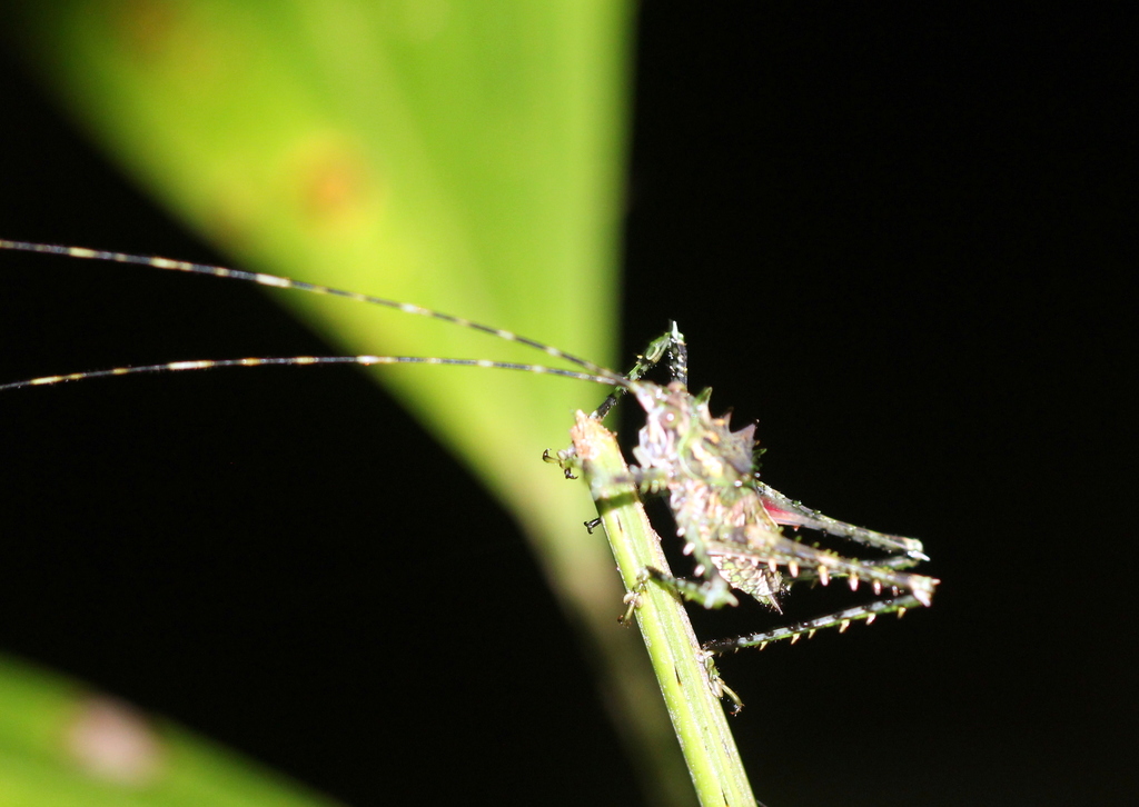 Phricta tortuwallina from Mount Hypipamee, Upper Barron QLD 4883 ...