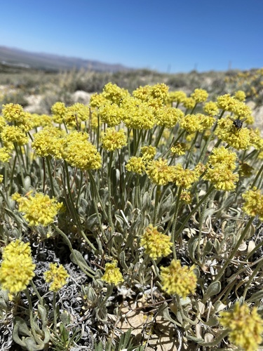 Great Basin Desert Buckwheat (Variety Eriogonum brevicaule desertorum ...