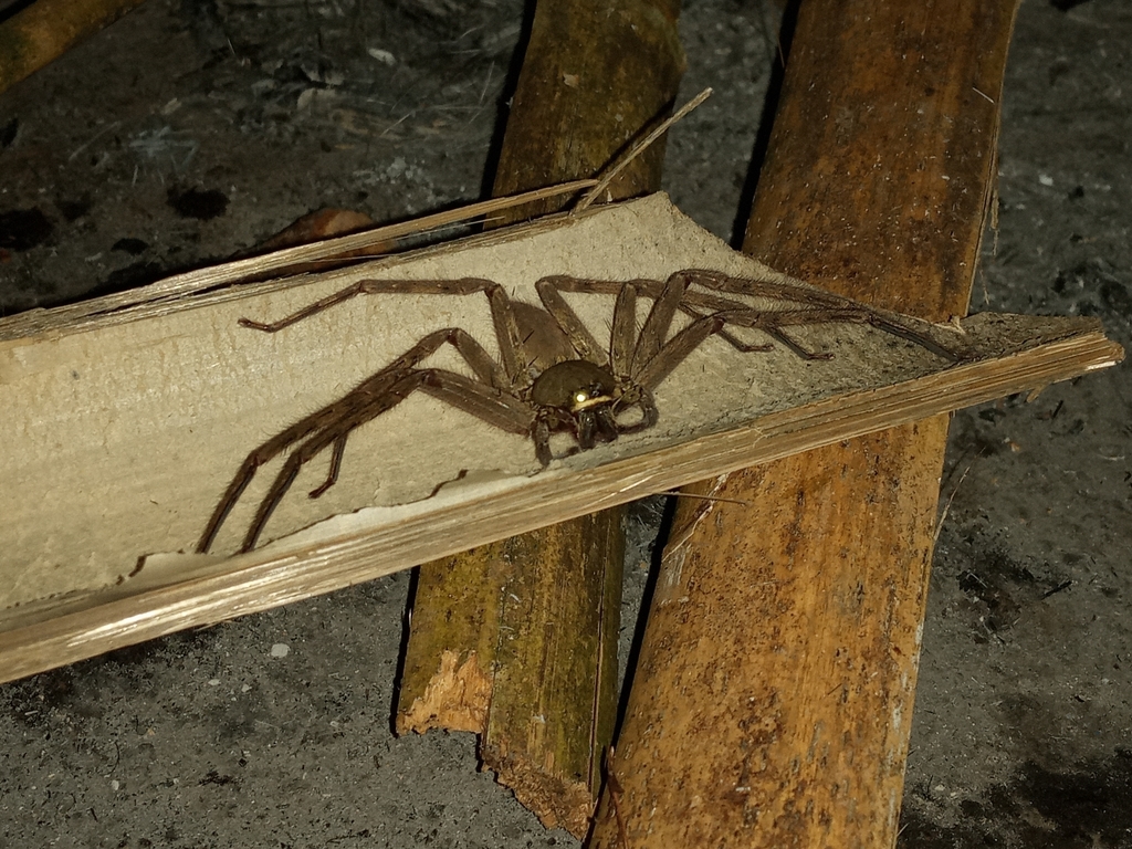 Pantropical Huntsman Spider from Lonoy, Roxas City, Capiz, Philippines ...