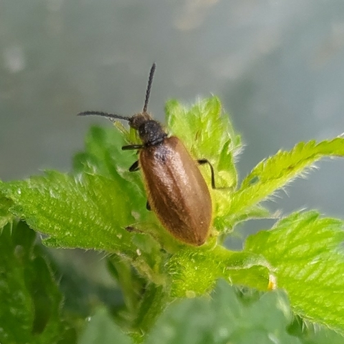 Subgenus Lagria · iNaturalist