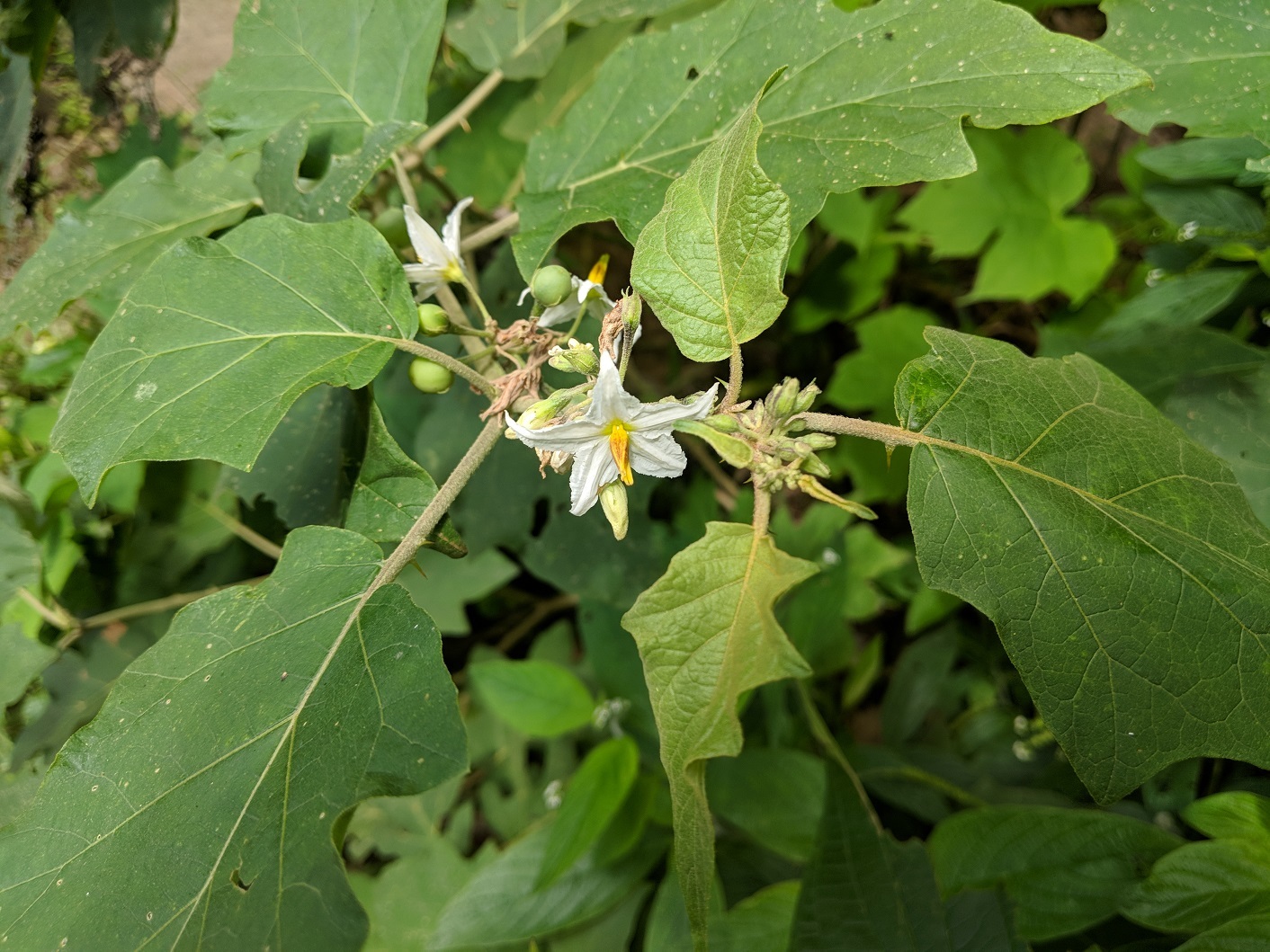 Solanum rudepannum Dunal