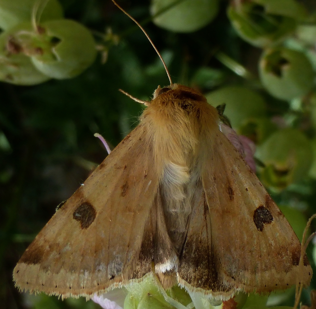 The Bordered Straw from Oviedo, Asturias, España on May 17, 2015 at 11: ...