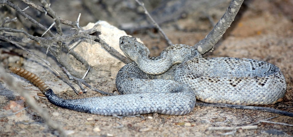 Aruba Island Rattlesnake (Crotalus unicolor) - Snakes and Lizards