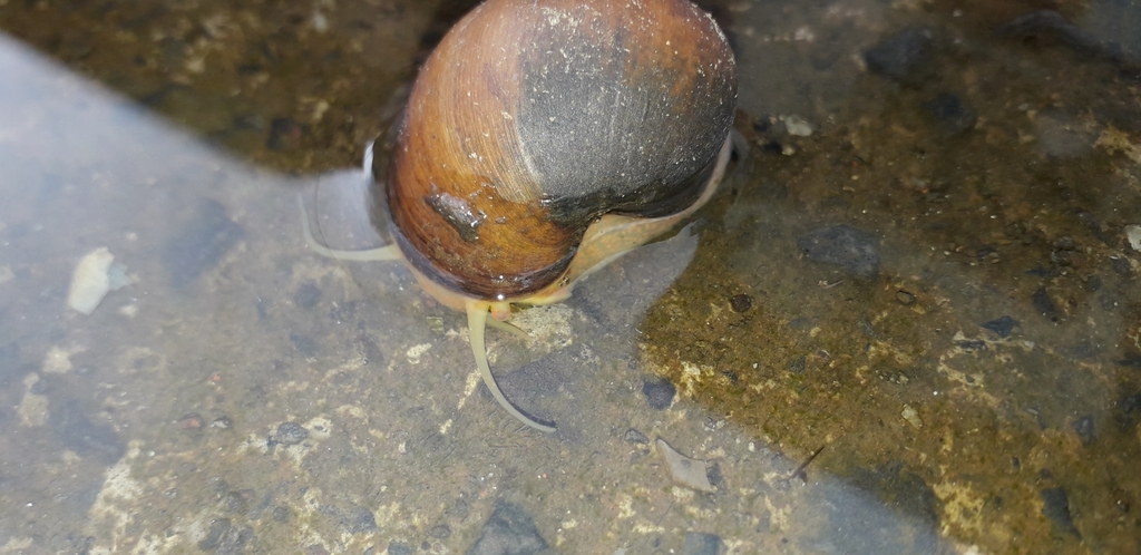 Channeled Apple Snail from Lonavala Lake Waterfall on June 26, 2021 at ...