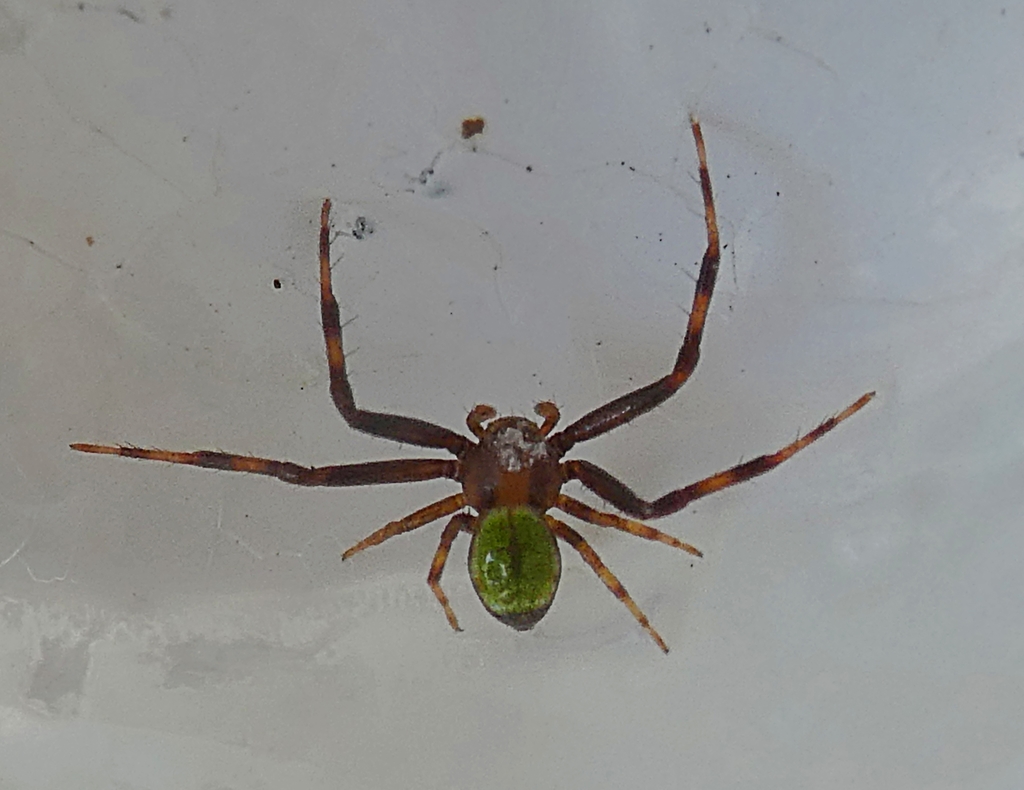 Triangle Crab Spider from Oviedo, Asturias, España on June 27, 2021 at ...