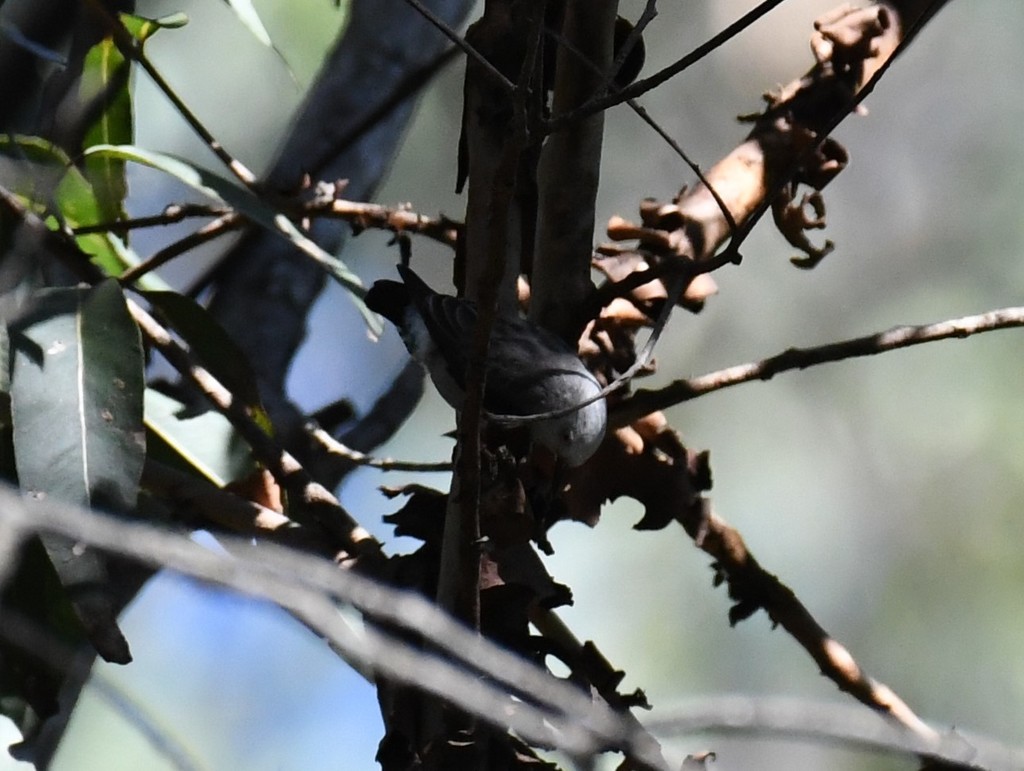 White-headed Sittella from Daisy Hill QLD 4127, Australia on June 27 ...
