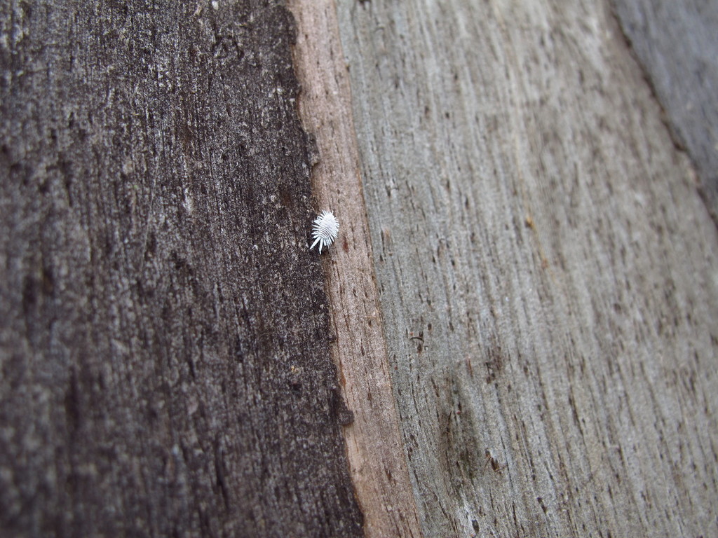 Mealybugs from Styx TAS 7140, Australia on February 18, 2016 at 03:29 ...