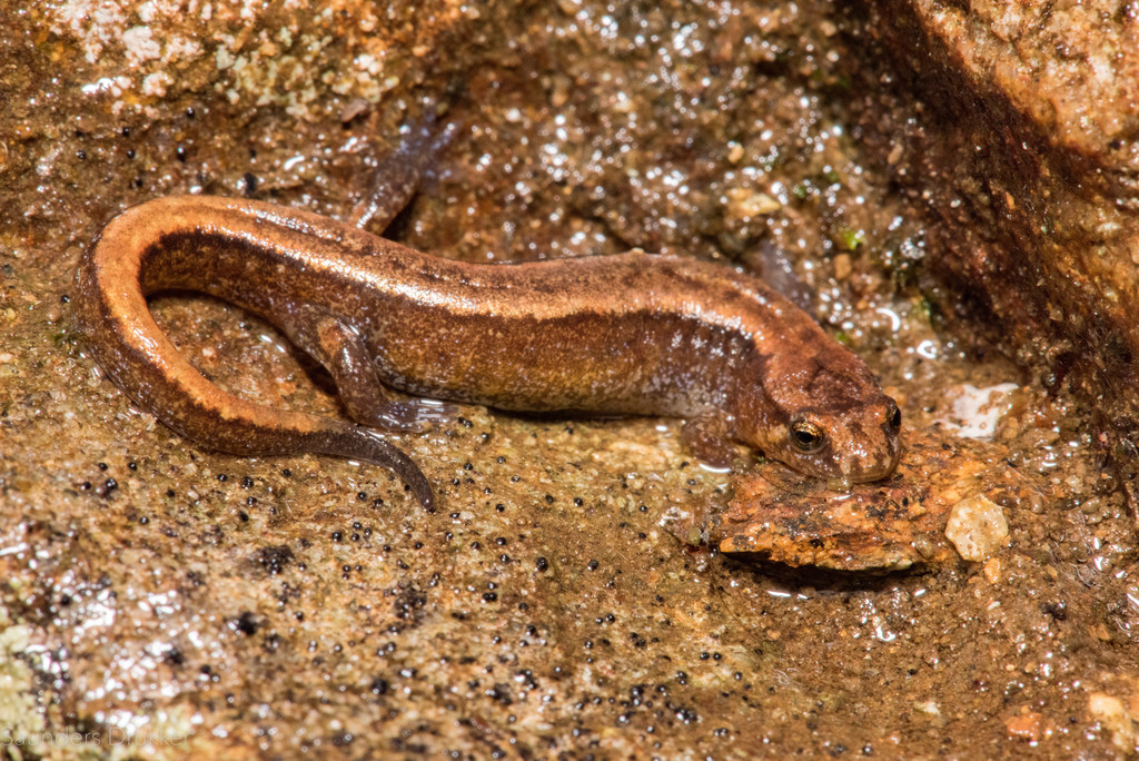 Seepage Salamander (Salamanders of Blount County Tennessee ) · iNaturalist