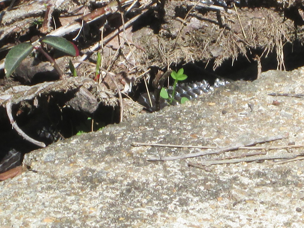 Colubrine Snakes from Northwest Raleigh, Raleigh, NC, USA on March 3 ...