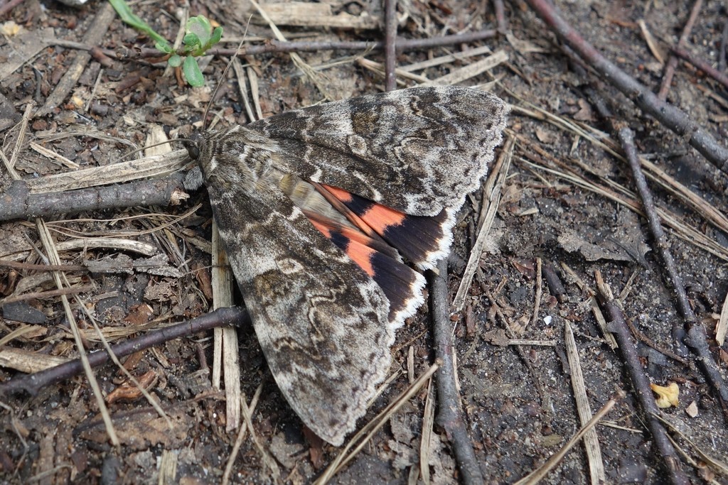 Red Underwing from Ленинский округ, Омск, Омская обл., Россия on June ...