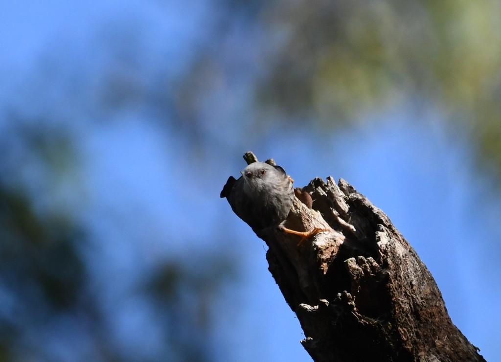 White-headed Sittella from Daisy Hill QLD 4127, Australia on June 27 ...