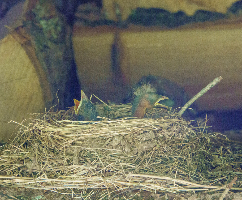 American Robin from Coshocton, Ohio, United States on June 27, 2021 at ...