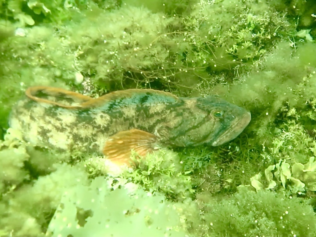 Ocean Pout (Zoarces americanus) - Marine Life Identification