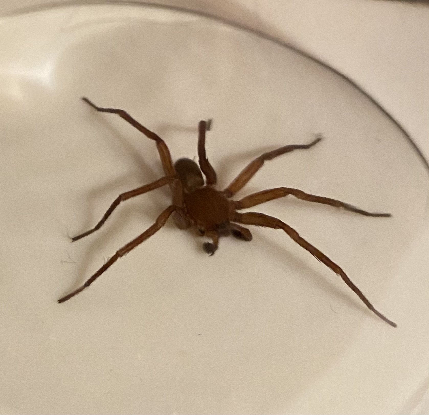 Titiotus Simon, 1897