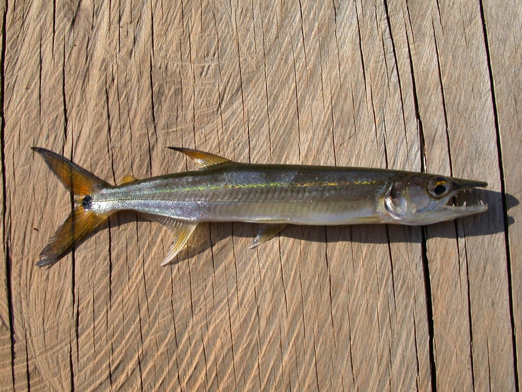 bicuda (Boulengerella cuvieri) - Marine Life Identification