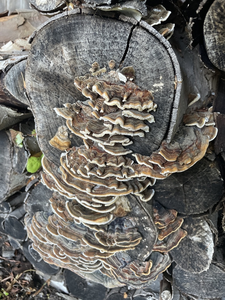 Trametes versicolor from Creekside Pl, Nampa, ID, US on June 28, 2021 ...