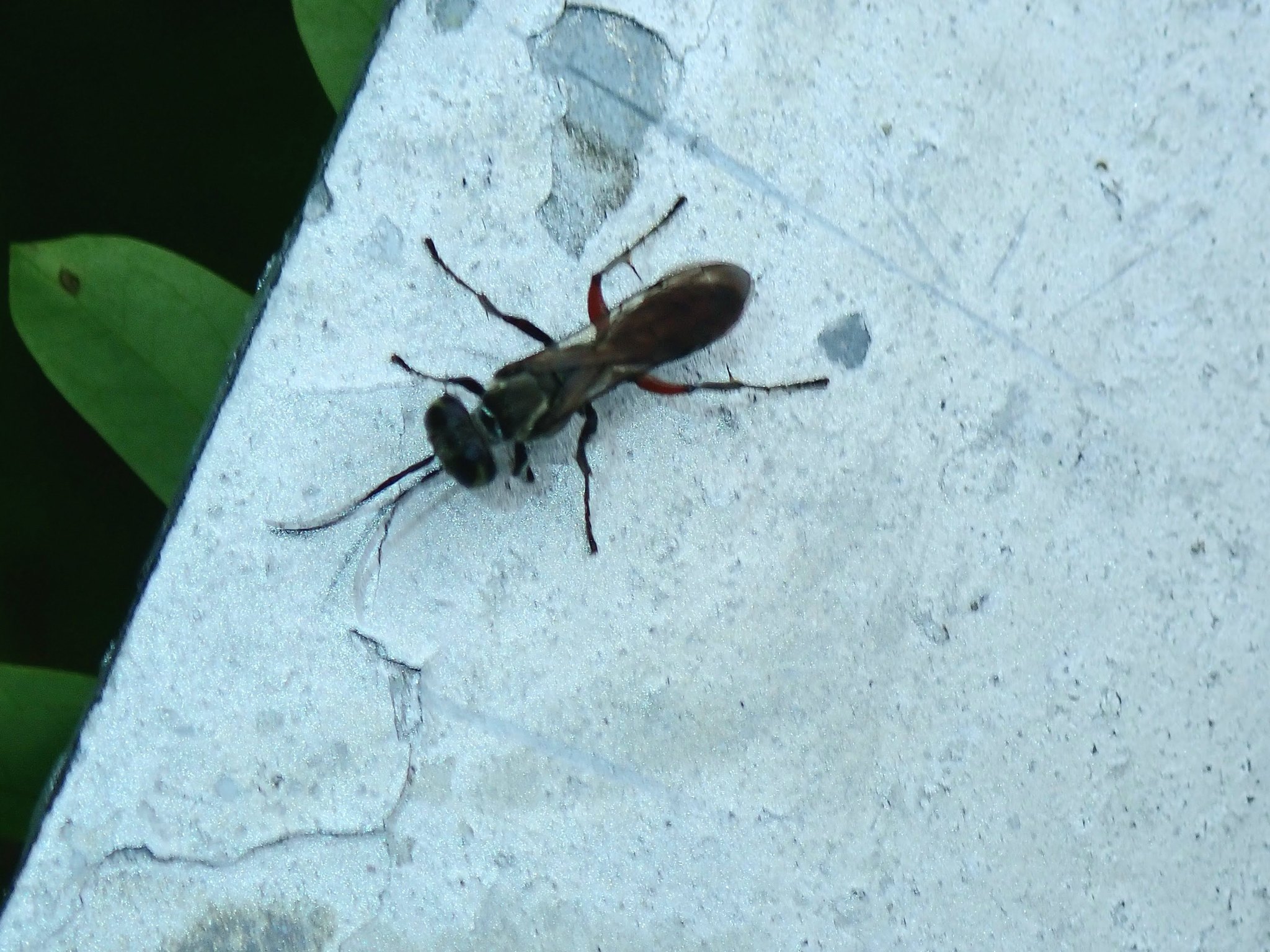 Liris subtessellatus (F.Smith, 1856)