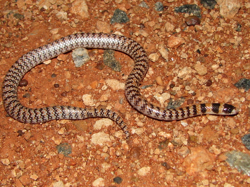 Narrow-banded Burrowing Snake from Petermann NT 0872, Australia on ...