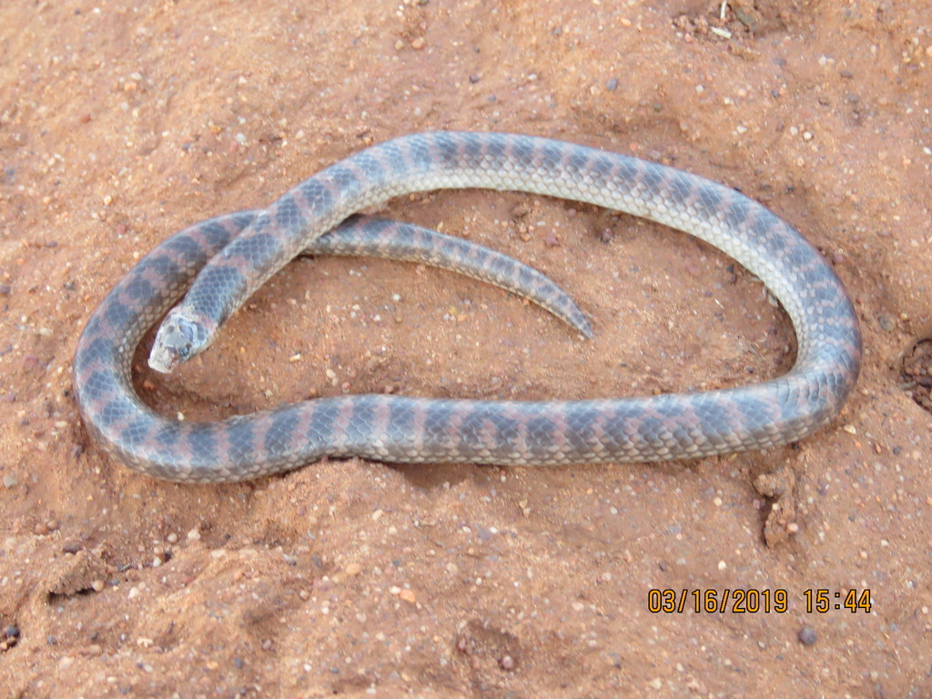 Northern Shovel-nosed Snake from Tablelands NT 0862, Australia on March ...