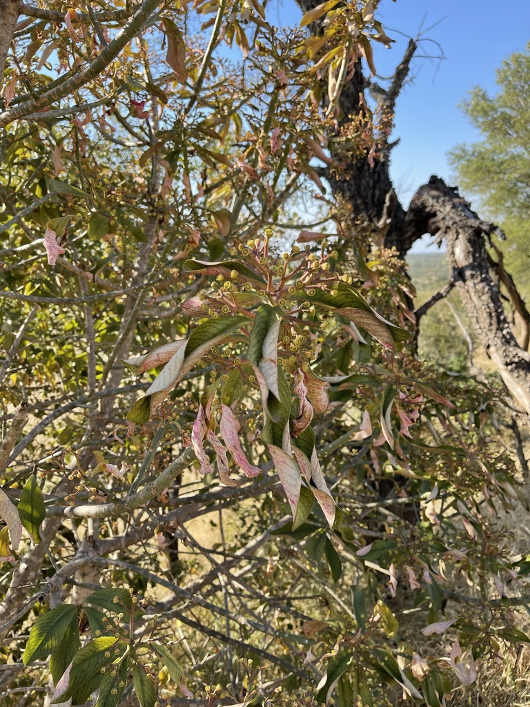 Crying Tree from MP, ZA on May 15, 2021 at 08:50 AM by Troos van der ...