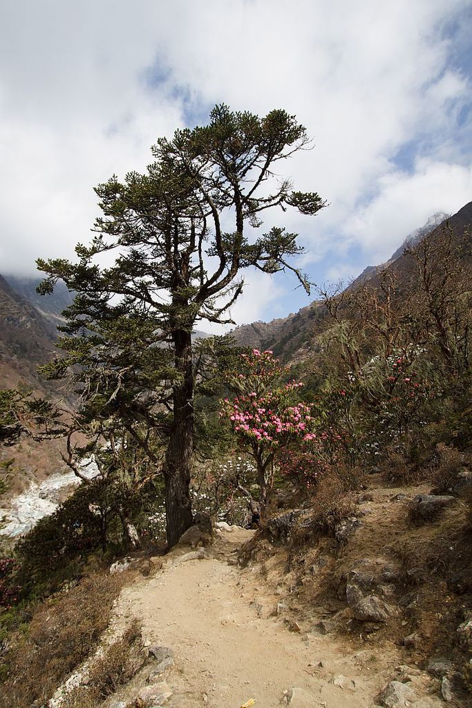East Himalayan fir (Abies spectabilis) - Botanical Realm