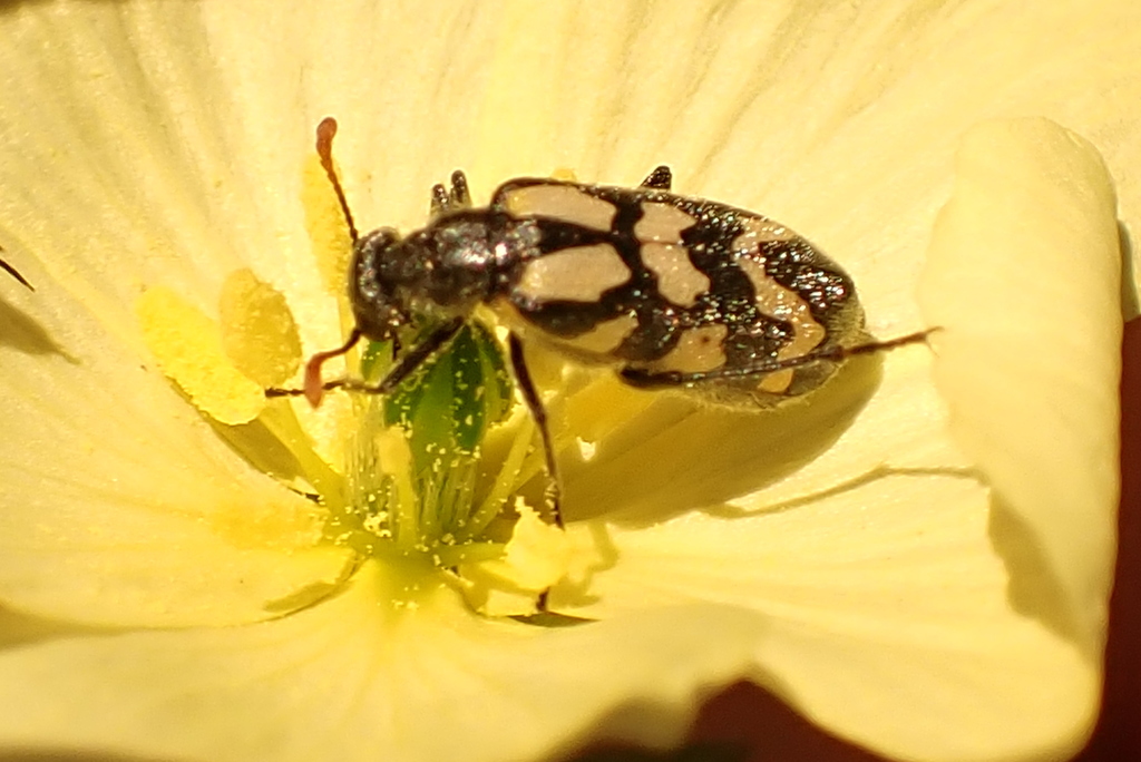 Hycleus decoratus from Kunene Region, Namibia on May 23, 2021 at 09:34 ...