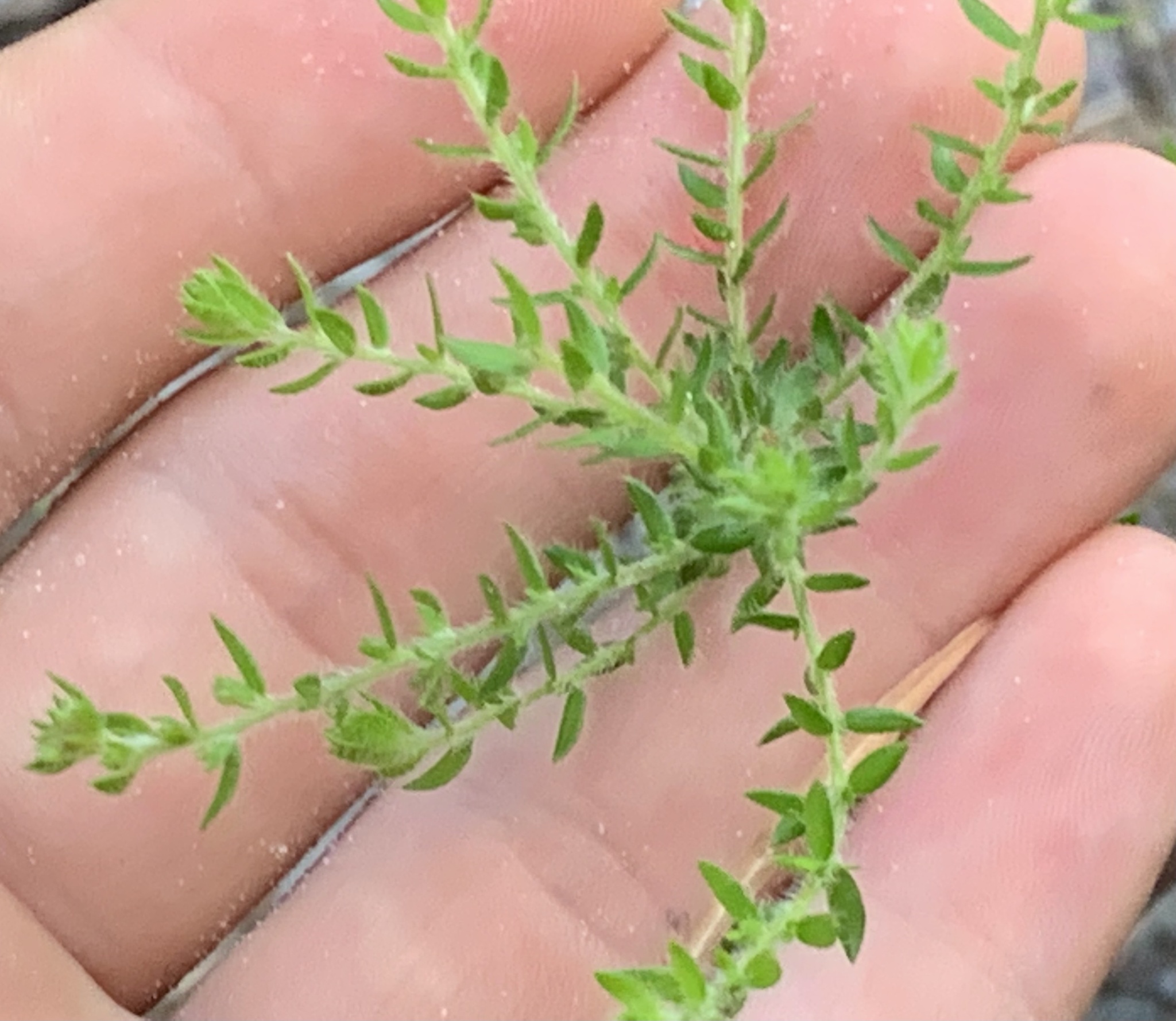 Lechea divaricata Shuttlew. ex Britton