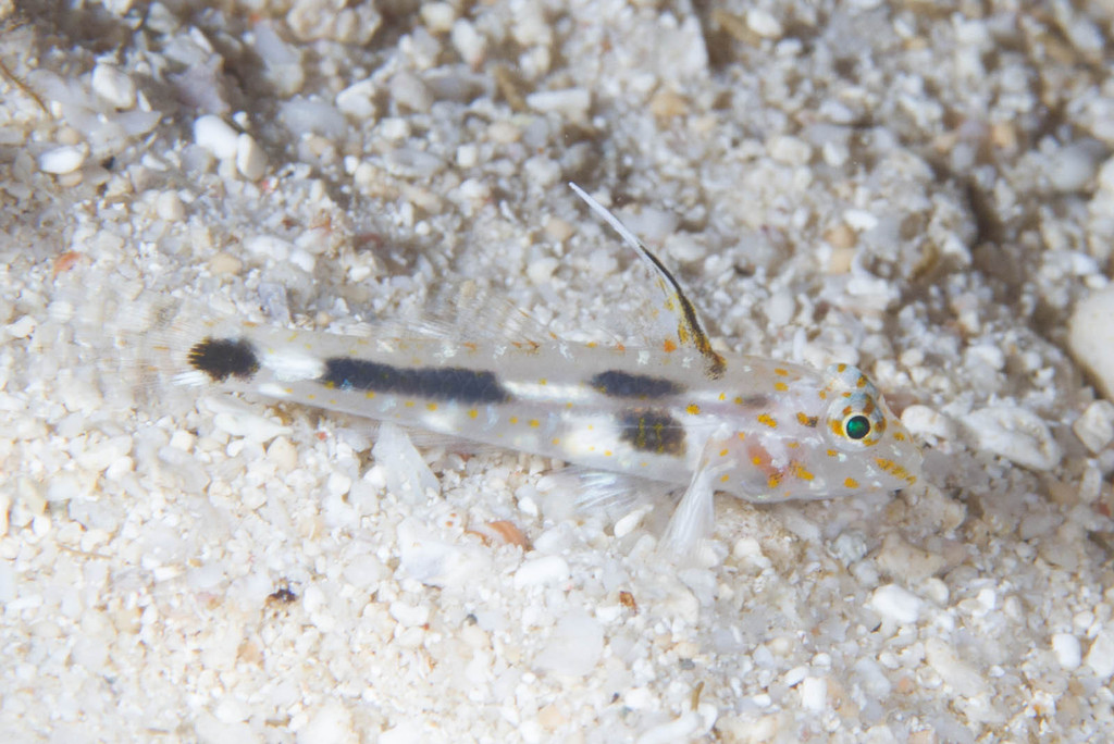 Blotched Goby (Fusigobius inframaculatus) - Marine Life Identification