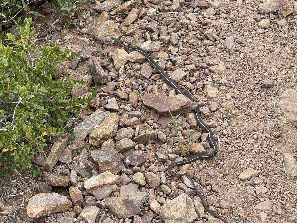 Striped Racer from Mountain Center, CA, US on June 22, 2021 at 02:08 PM ...