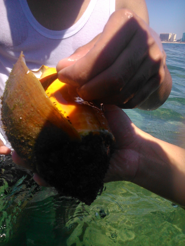 Eastern Pacific Giant Conch from Mazatlán, Sin., México on March 3 ...