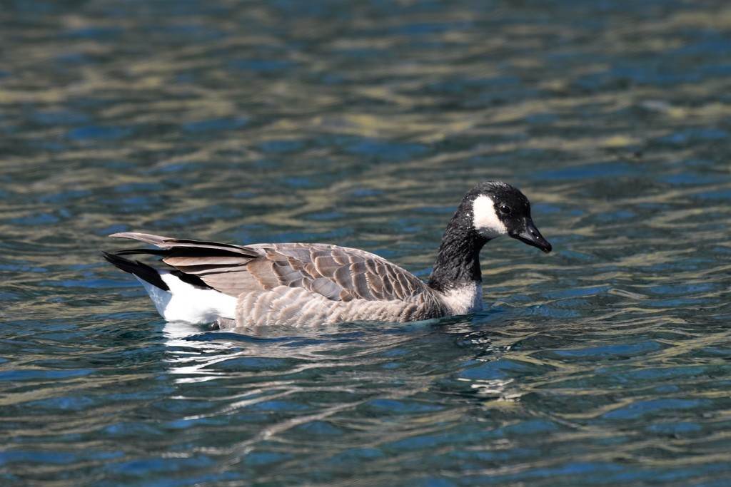 Cackling Goose from East Arlington, Arlington, TX, USA on March 6, 2018 ...