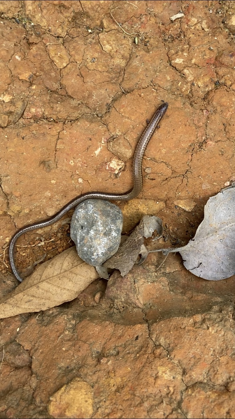 Bachia bicolor (Cope, 1896)