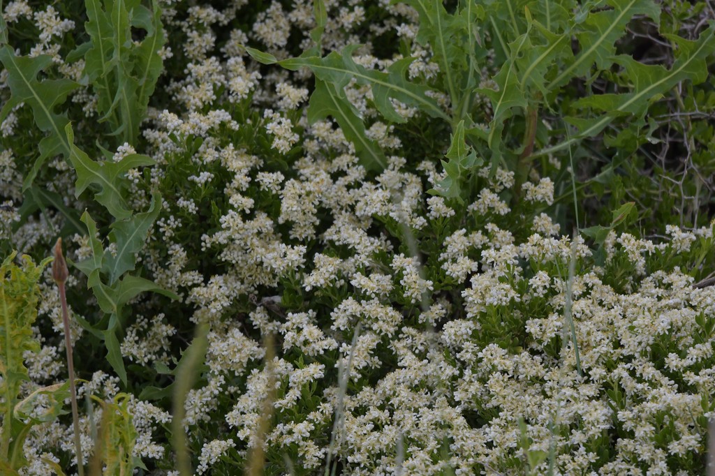 nitre bushes from Карасукский р-н, Новосибирская обл., Россия on June ...