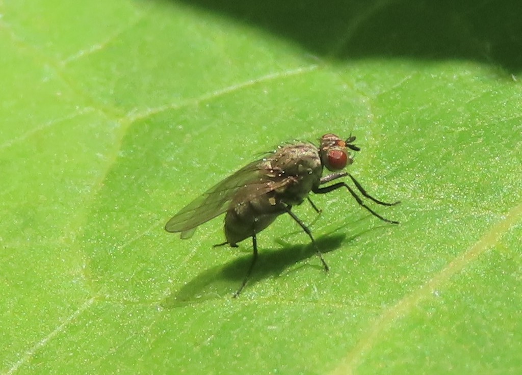 Hunter fly from Råsunda, Solna, Sverige on June 28, 2021 at 05:47 PM by ...