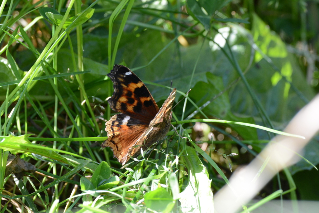 Compton Tortoiseshell from Fraser-Fort George A, BC, Kanada on August 7 ...