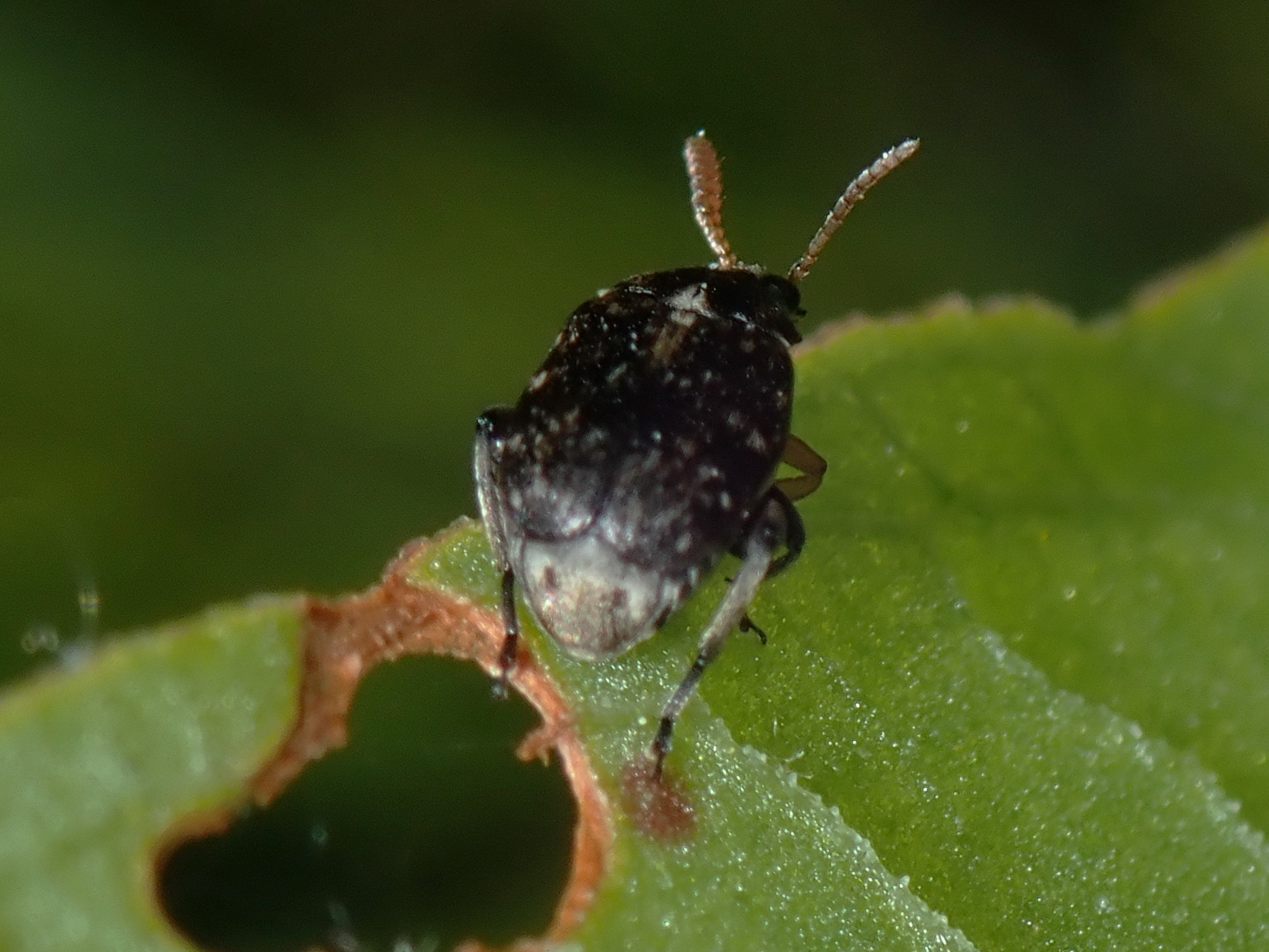 Bruchus brachialis Fåhraeus, 1839